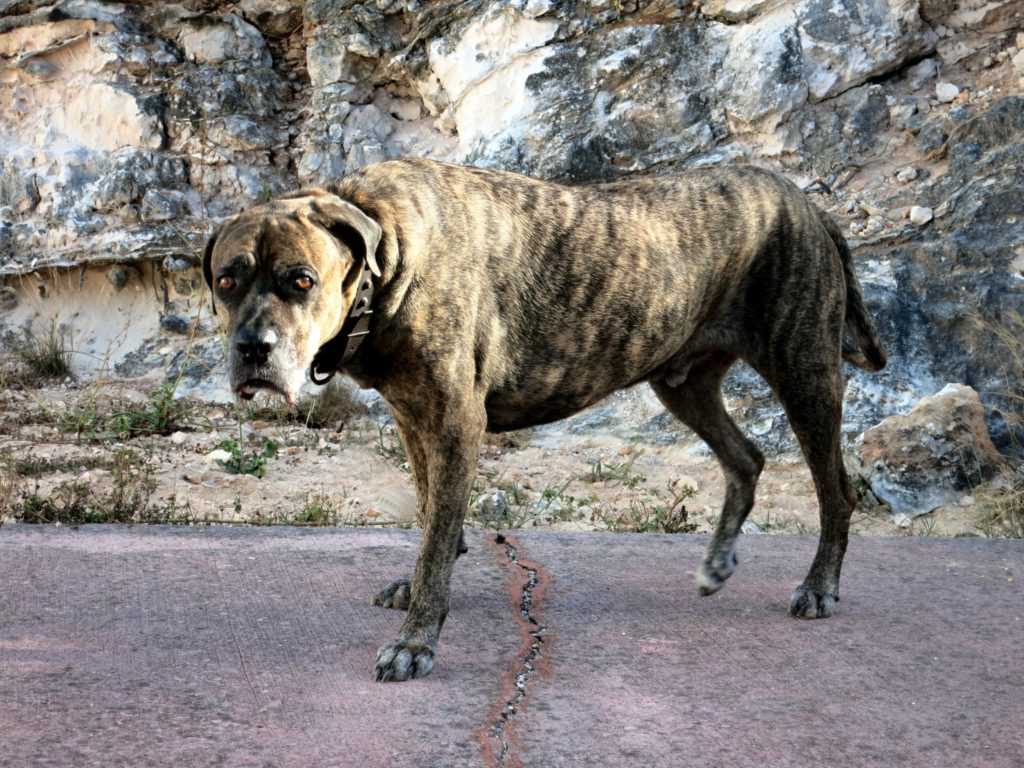 Are Cane Corsos Good Guard Dogs? (Family Considerations) - Cane Corso ...